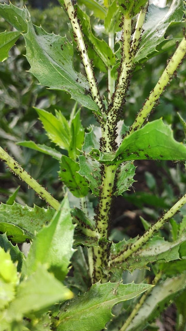 Safflower Aphids : करडई वरील माव्याचा प्रादुर्भाव कसा ओळखाल?|How to identify the infestation of ...