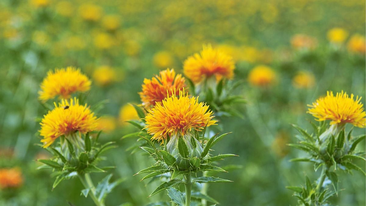 Safflower Pest : करडई पिकातील एकात्मिक कीड व्यवस्थापन|Integrated pest ...
