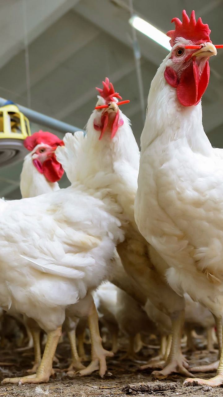 Chicken Disease|कोंबड्यांतील फाउल कॉलरा आजाराची लक्षणे|Symptoms of fowl ...