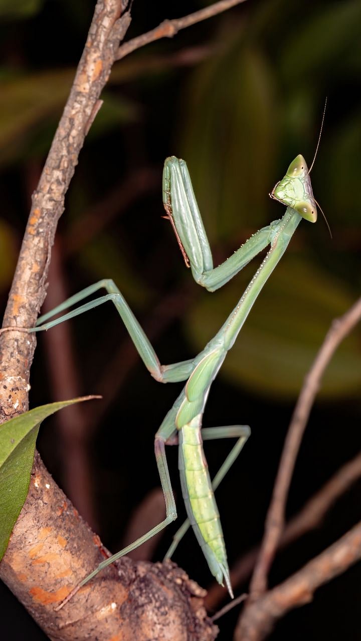 Friend Insect : किडींचा फडशा पाडणारा मित्रकिटक : गवळण/प्रार्थना कीटक ...