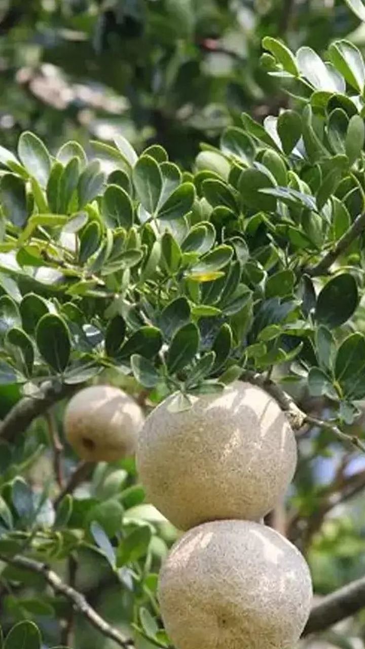 Wood Apple Benefits : भूक लागत नाहीय कवठ खाऊन बघा|health benefits of ...