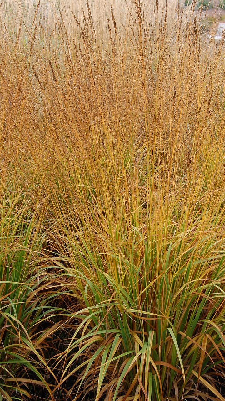 Cultivation of Moor Grass | चांगल्या प्रतीचा मुरघास तयार करण्याची पद्धत ...