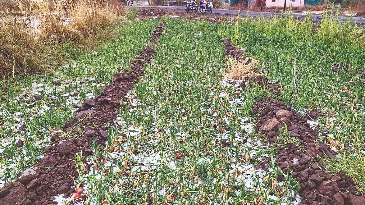 Crop Damage : गारपिटीने हरभरा, गहू, संत्रा भुईसपाट|Gram, wheat, orange ...