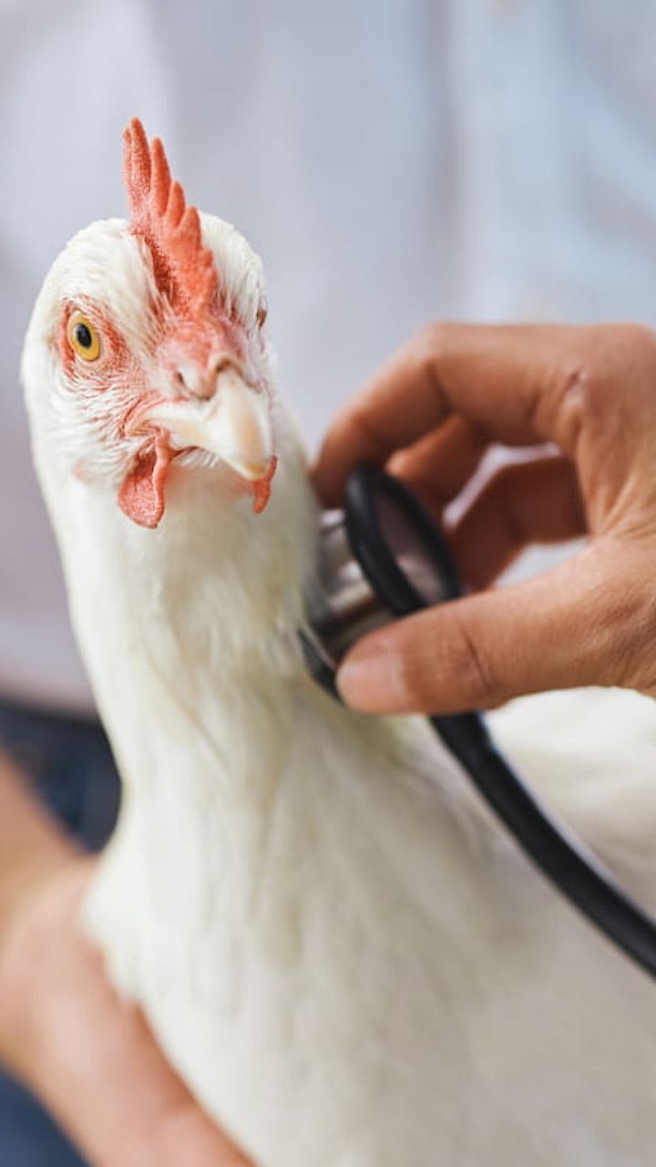 Fowl Cholera Disease | कोंबड्यांतील फाउल कॉलरा आजारावर प्रतिबंध आणि ...