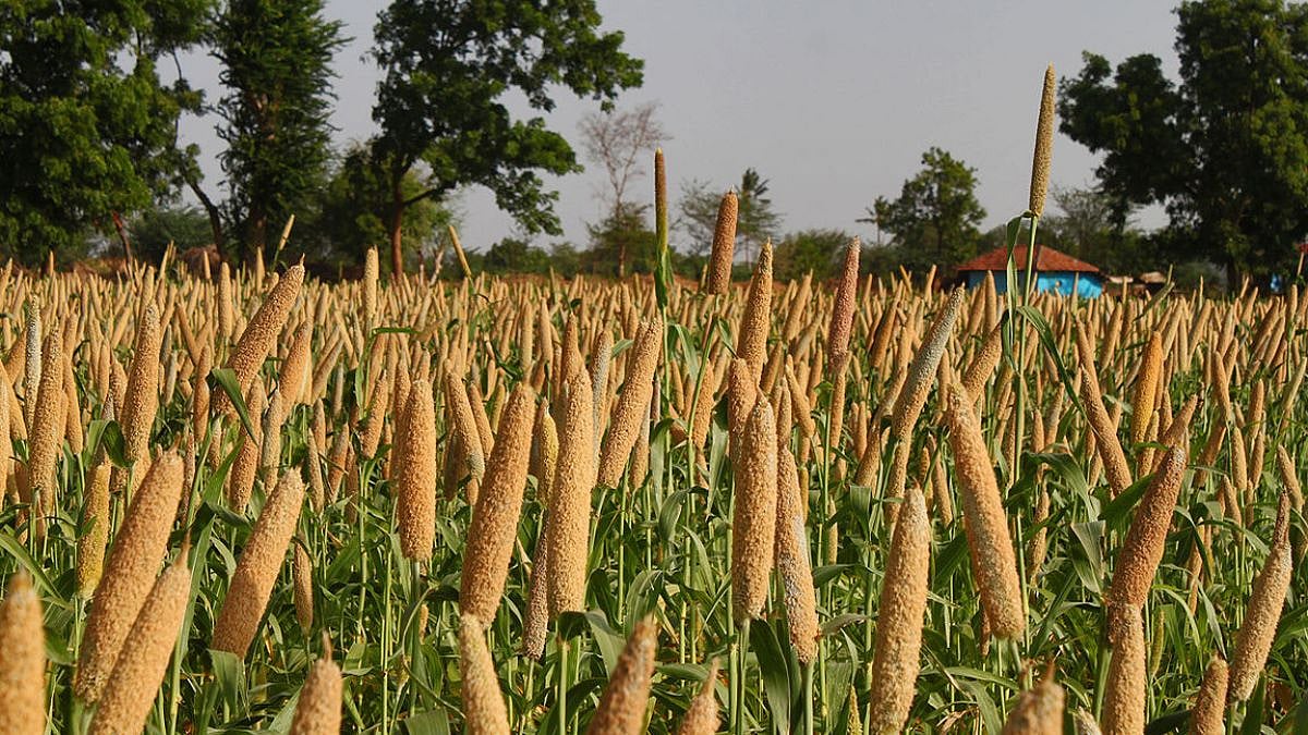 Bajari Sowing । बाजरी पेरणीला पुढील आठवड्यात सुरुवात । Bajari sowing ...