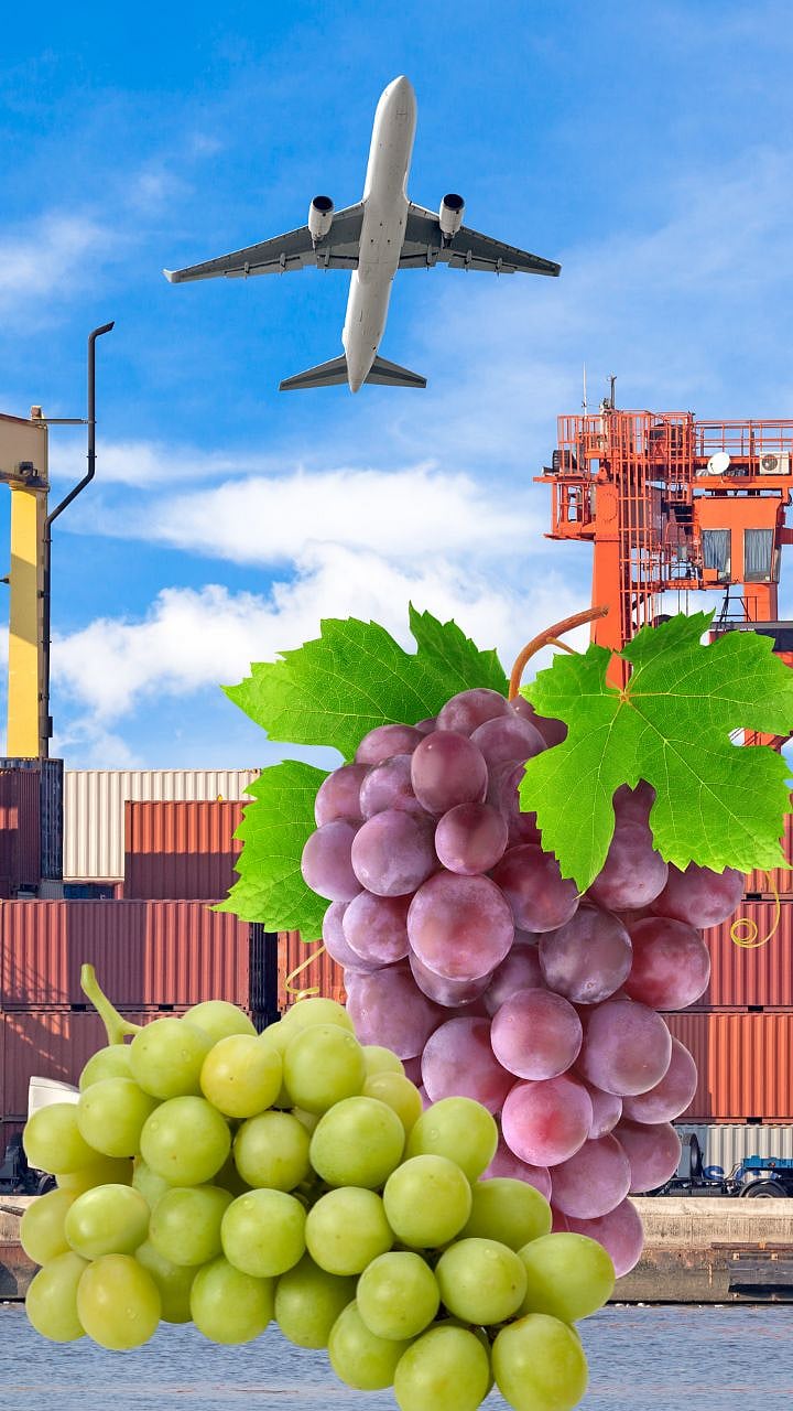 Grape Export : द्राक्ष झाली गोड! यंदा द्राक्ष निर्यात सुसाट |Increase ...