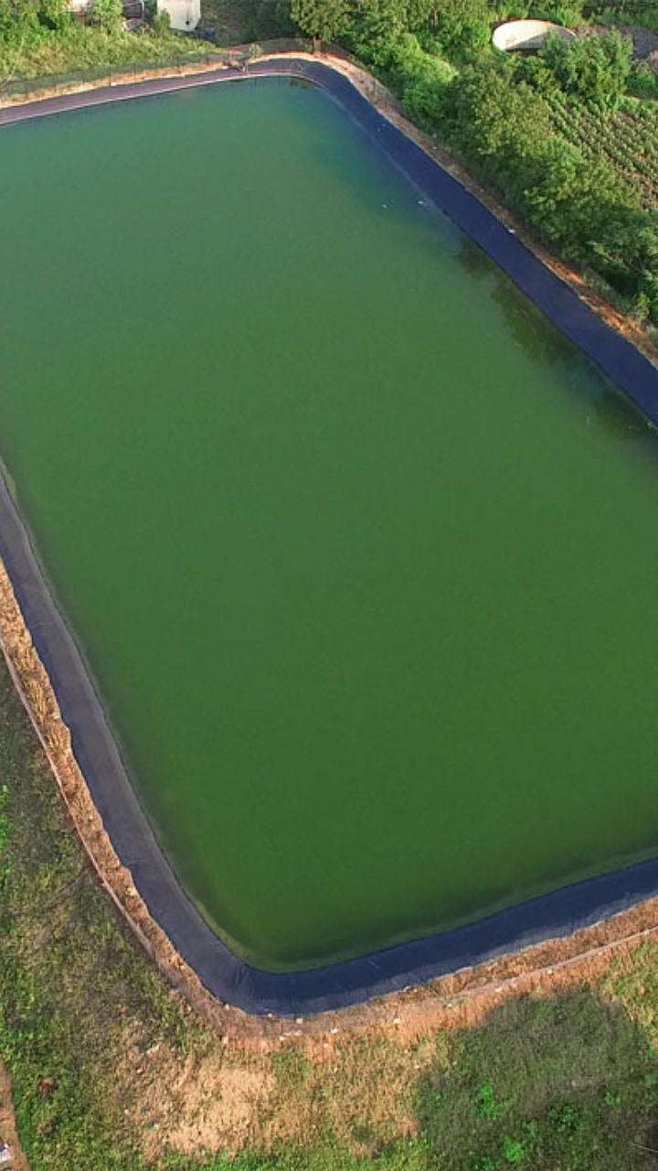 Fram Pond Water : शेततळ्यातील पाण्याच बाष्पीभवन रोखा या उपायांनी ...