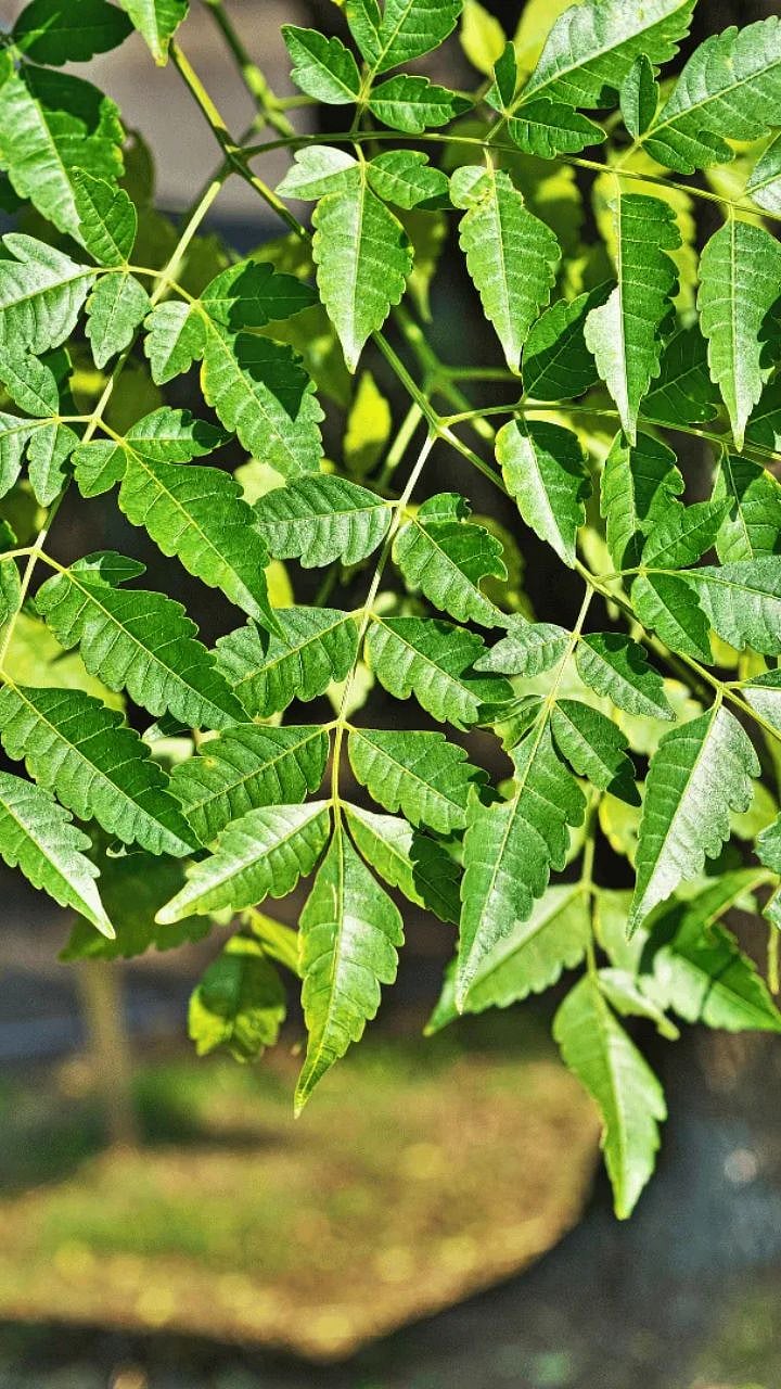 Malabar Neem Farming : 'हे' झाड शेताच्या बांधावर लावा, होईल बक्कळ कमाई ...