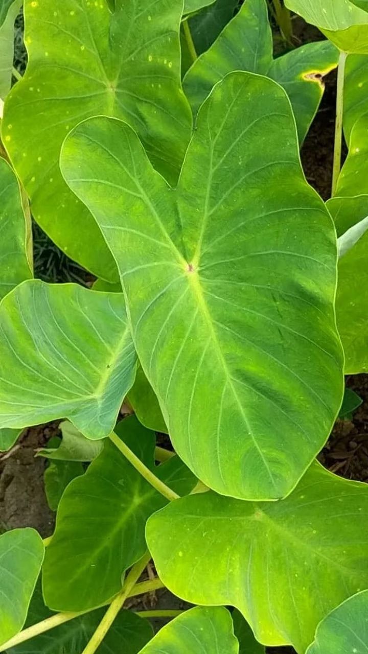 Aluche Pan : अळूची पानं 'या' विकारांवर रामबाण उपाय|alu leaves health ...