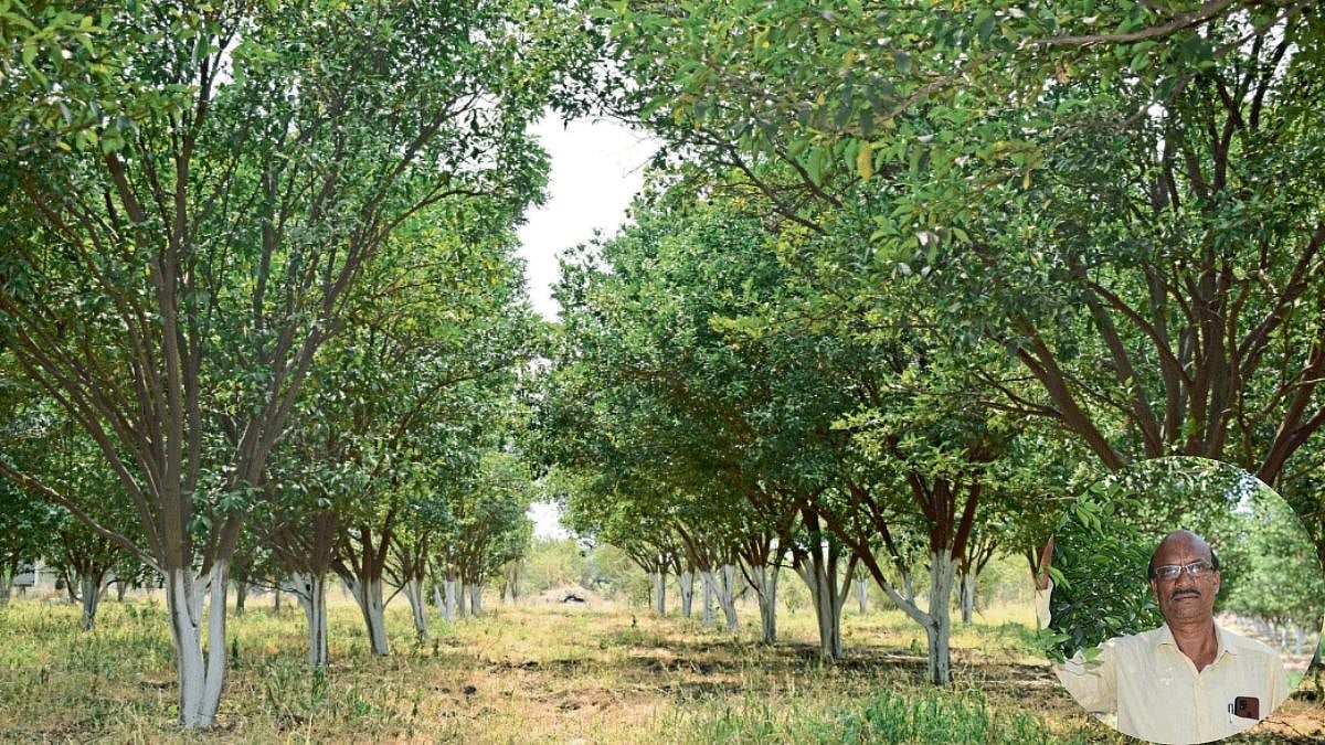 Orchard Development | अभ्यासातून विकसित झालेली ३५ एकर फळबाग | A 35 acre orchard developed ...