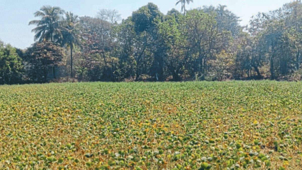 Chavali Crop : गिरणेच्या चवळीला वाढती मागणी |Increasing demand for chavali