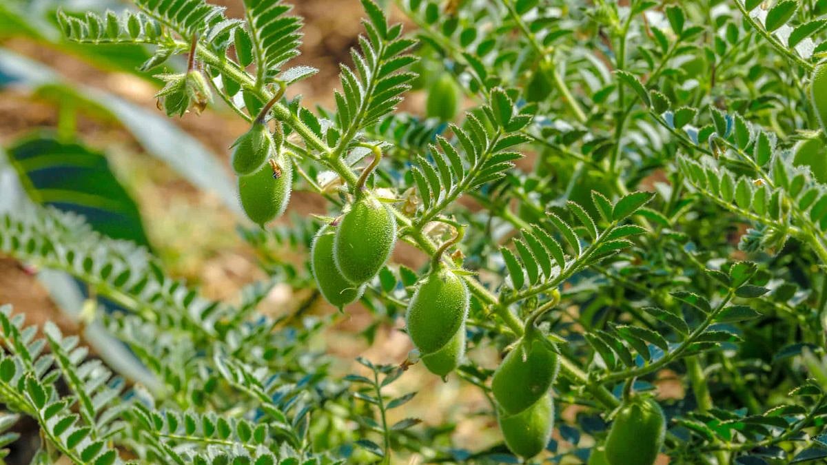 Chana GI । खारपाणपट्टयातील हरभऱ्याला ‘जीआय’ मिळण्याची शक्यता ...