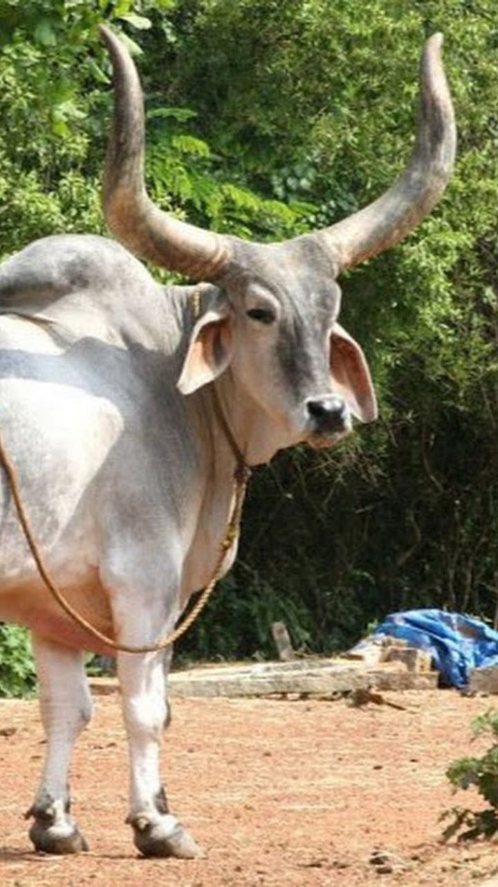 Bull Horn Cancer । बैलांना होतो शिंगांचा कॅन्सर ; ही आहेत लक्षणे ...