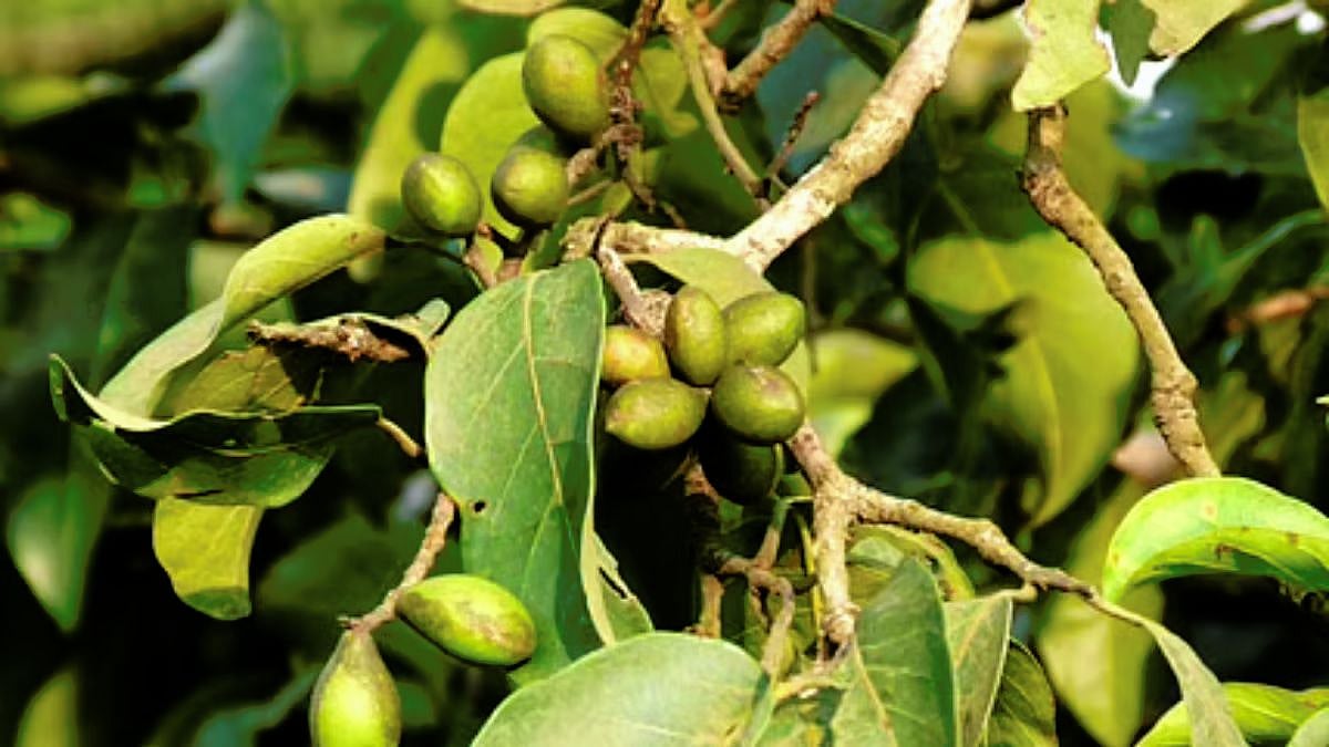 Hirda Agitation | हिरडाप्रश्‍नी उपोषण स्थगित, आंदोलन सुरू | Hirda issue ...