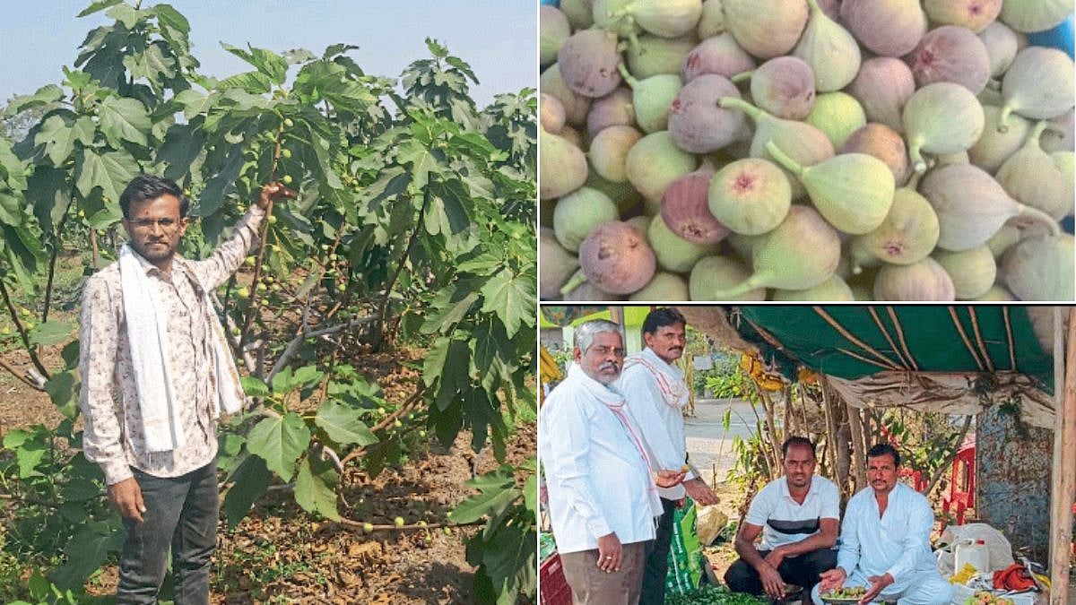 Fig Farming | दुष्काळात अंजिराची गोड साथ | Manik Rasve's article on ...