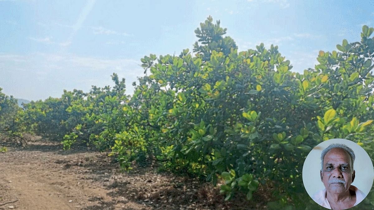 Cashew Orchard | काजू बागेत खतांसह कीड, रोग व्यवस्थापनावर भर | Emphasis ...