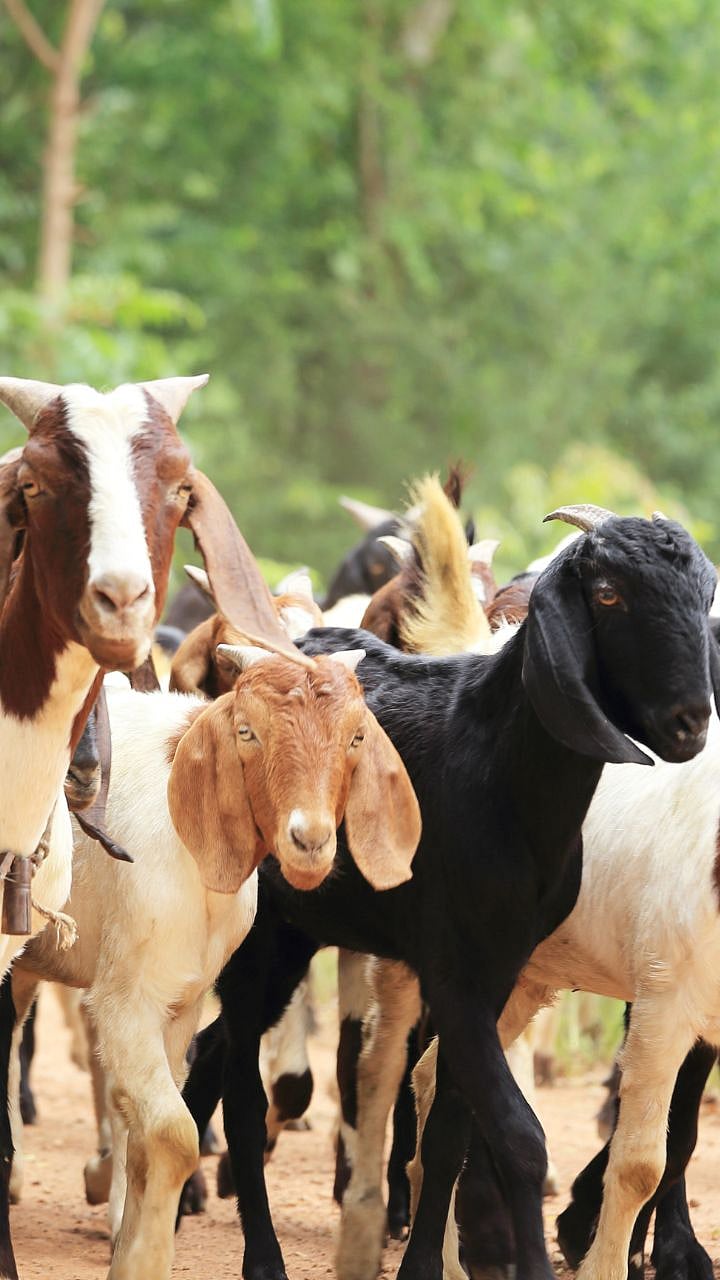 Goat Farming : मुक्त संचार गोठ्यात शेळीपालन करावे का?|Should goats be ...