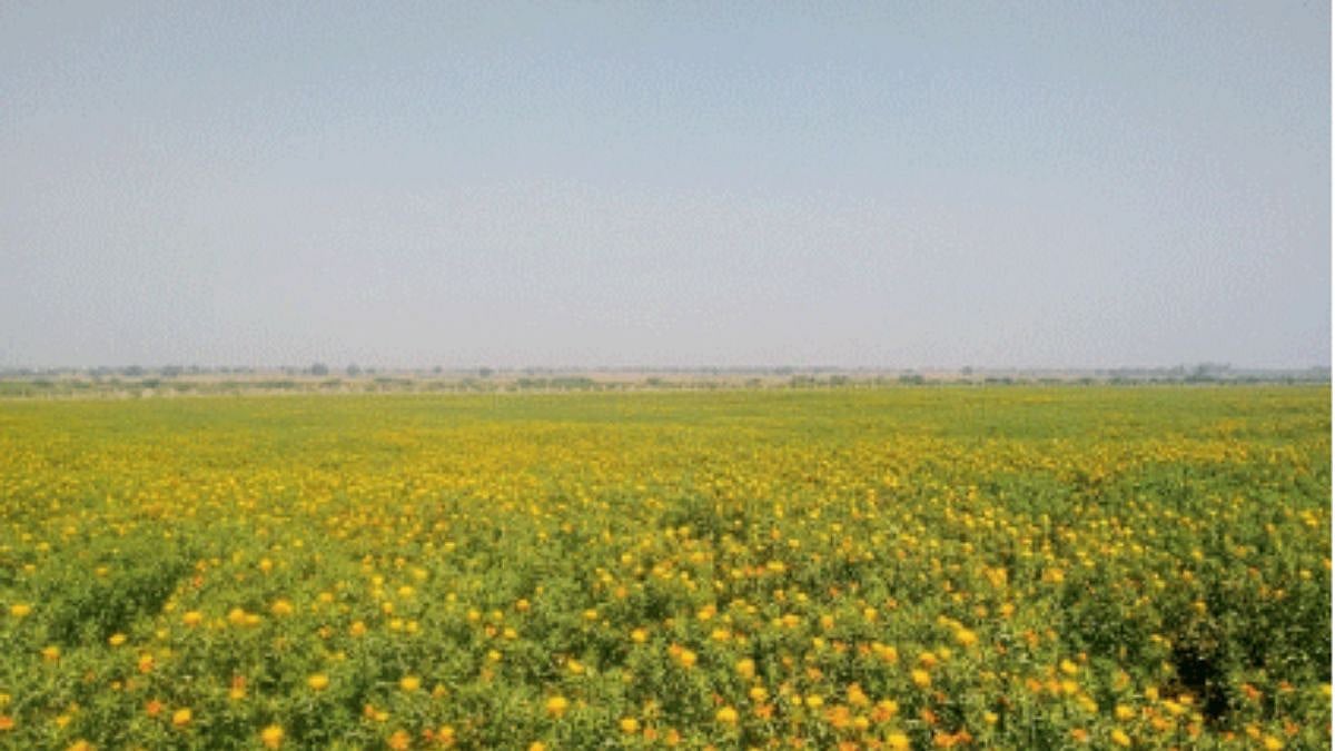 Kardai Sowing | नांदेडला दहा हजार हेक्टरवर करडईची पेरणी | Sowing of ...