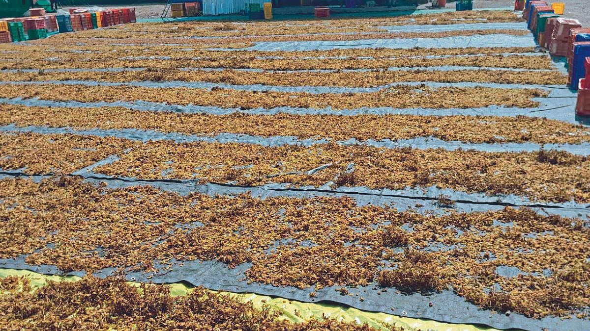 Bedana Season । बेदाणा निर्मिती हंगामाला महिनाभर अगोदरच सुरुवात ...