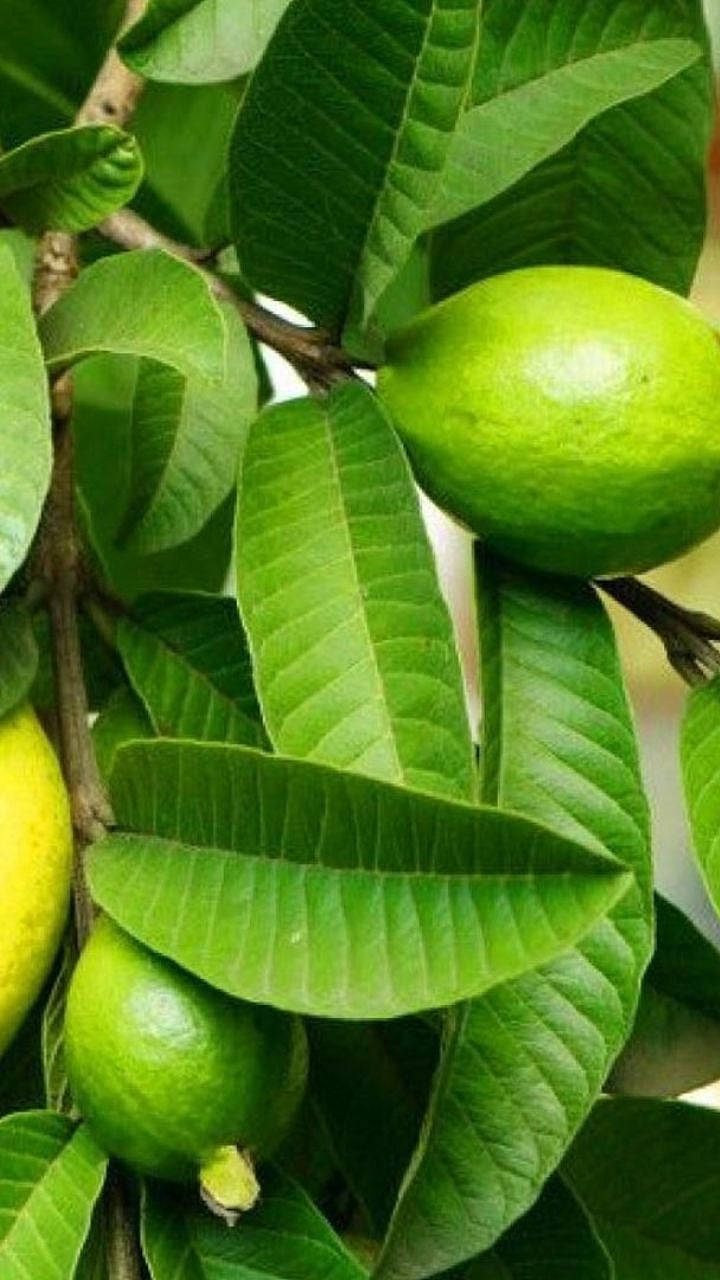 Guava Leaves Benefits : पेरूच्या पानात ७ गुणकारी फायदे जाणून घ्या|7 ...