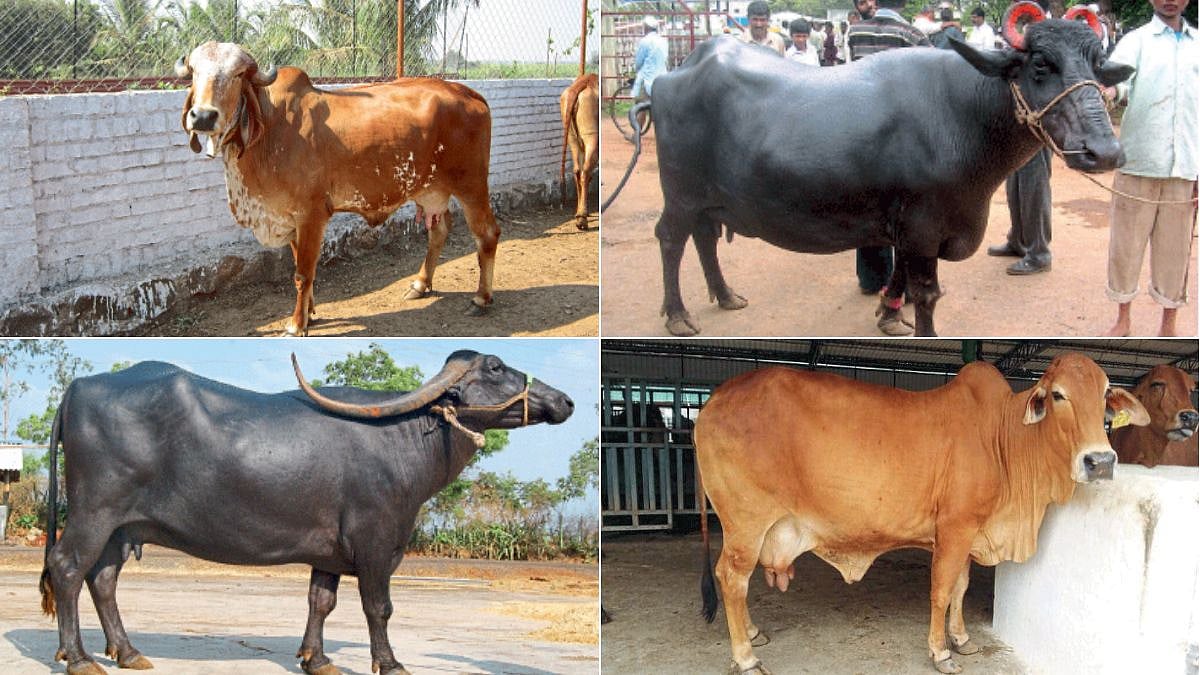 Breeds of Cows and Buffaloes | ओळख देशी गाई, म्हशींच्या जातींची ...