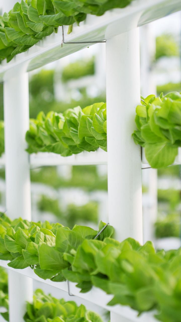 Verticle Farming : कमी जागेतही करता येणारी शेती म्हणजे व्हर्टिकल ...