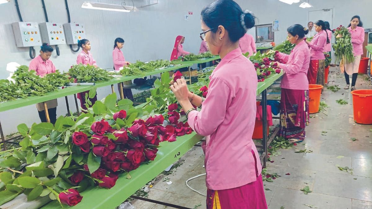 Rose Export । मावळ-तळेगावातून ७० लाख गुलाबांची निर्यात । Export of 7 ...