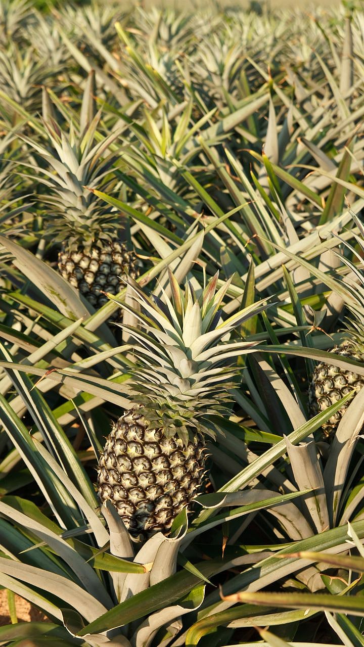 Queen Pineapple : त्रिपुरा राज्याचे स्पेशल राणी अननस खाल्ले का?|Tripura ...