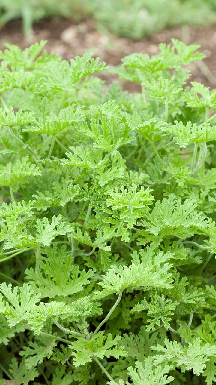 Geranium Cultivation : जिरॅनियमची लागवड कशी करावी? |How to plant geraniums?