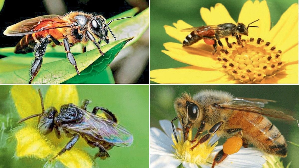 Species of Bees | पालनासाठी मधमाश्यांच्या उपयुक्त प्रजाती | Useful ...