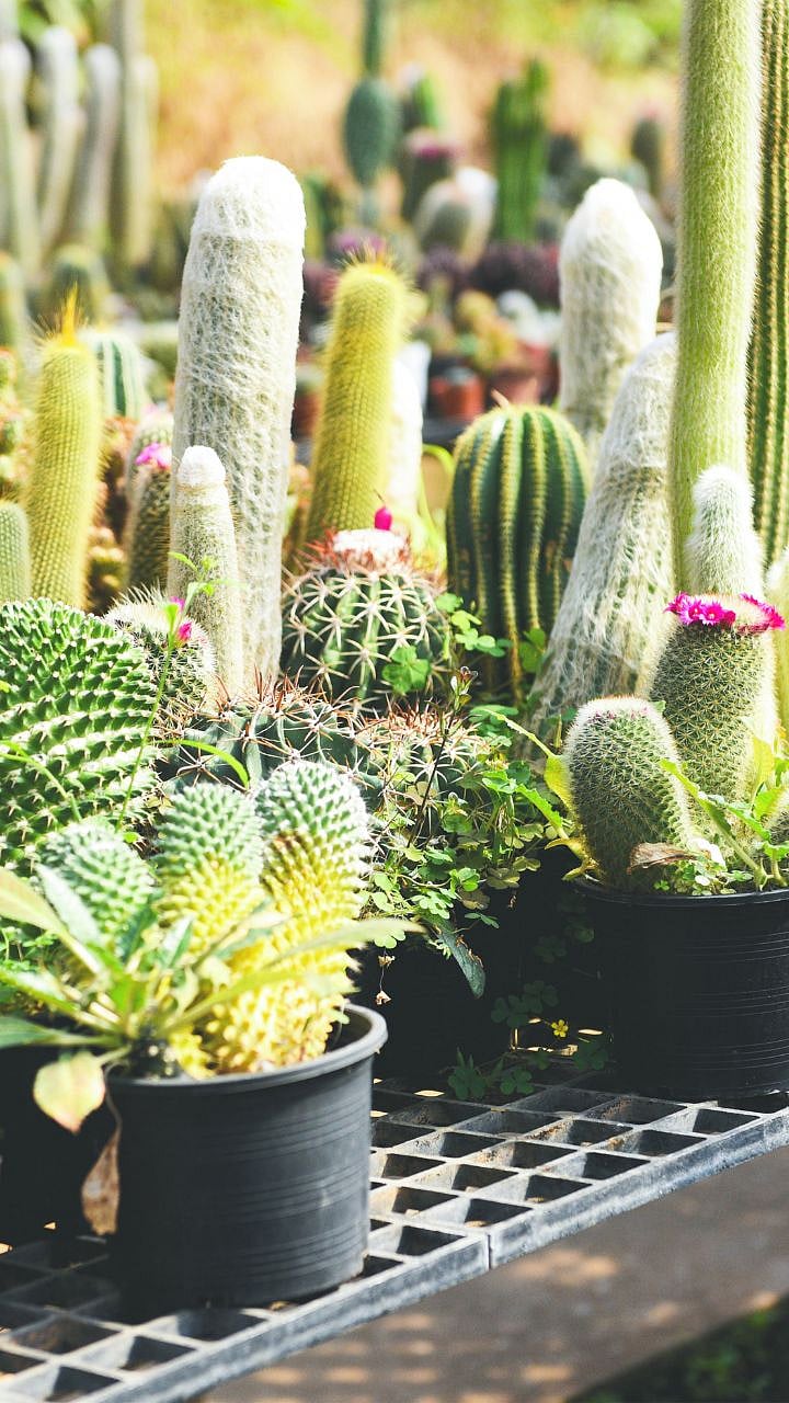 Cactus Types : कॅक्टस चे विविध प्रकार ; जे वाढवतील घराची शोभा|Different ...