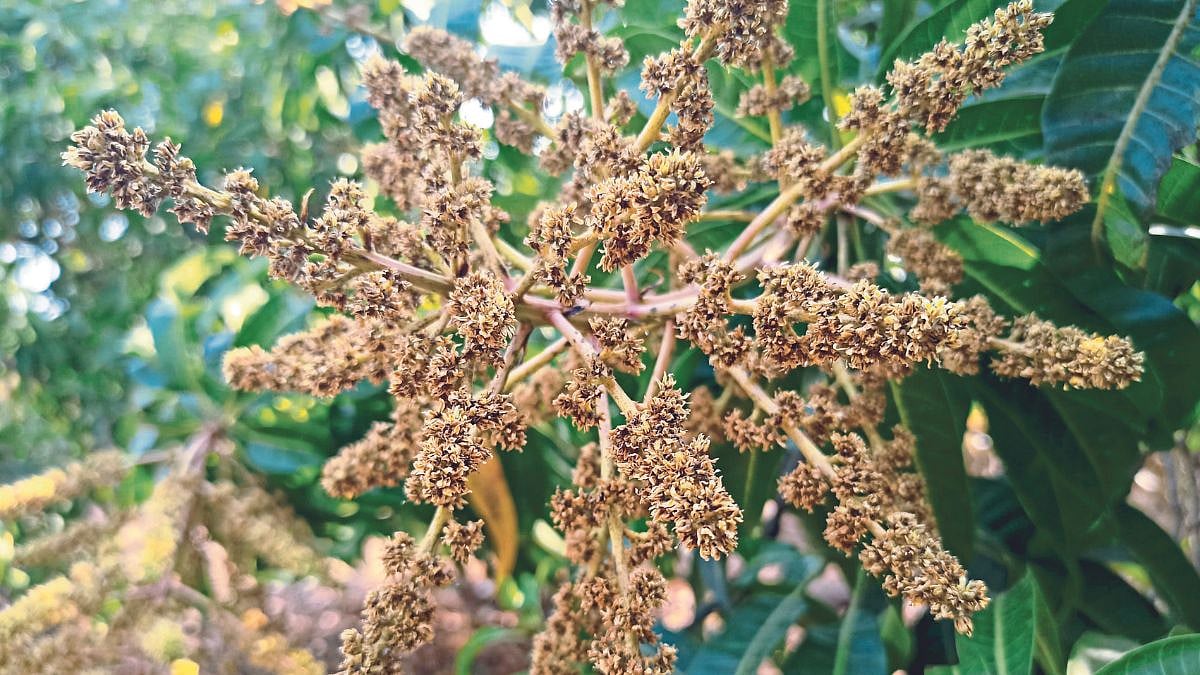 Mango Pest । सिंधुदुर्ग जिल्ह्यात आंब्यांवर फुलकिडीचा मोठा प्रादुर्भाव ...