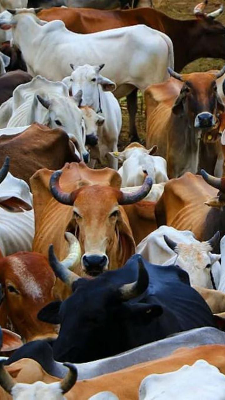 Goshala । देशात सर्वाधिक गोशाळा कोणत्या राज्यात ; महाराष्ट्राचा नंबर ...