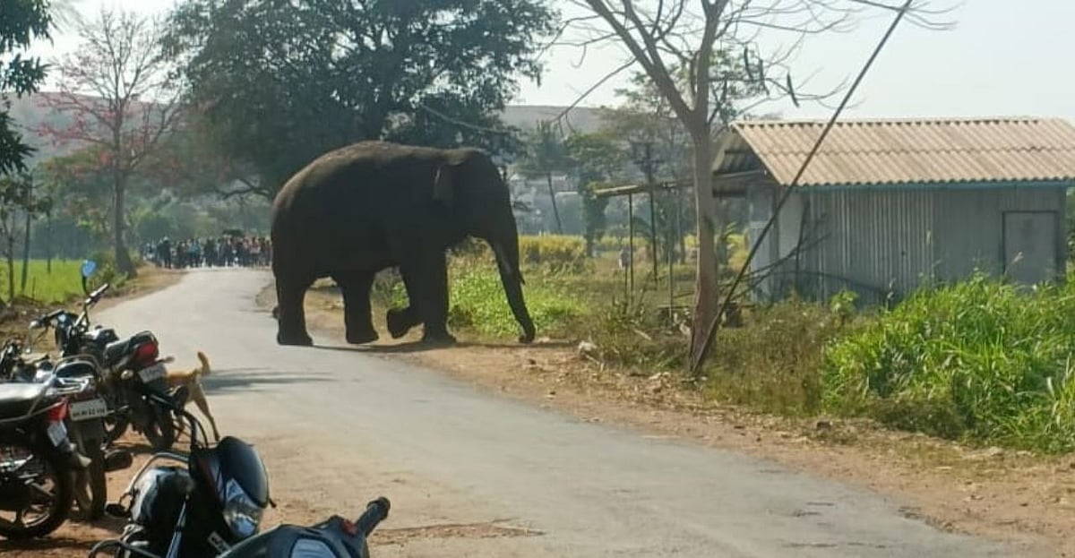 Kolhapur Elephant : कोल्हापुरातील हत्तीच्या वावर शेतकऱ्यांची डोकेदुखी ...