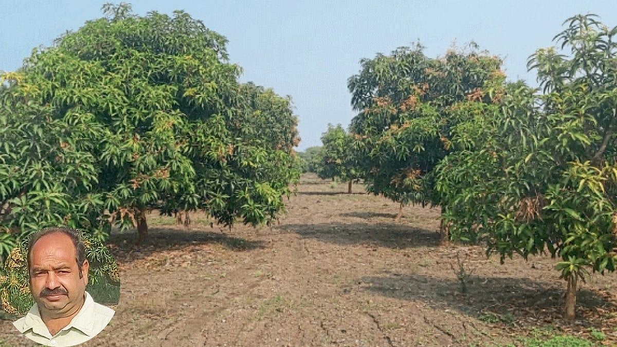 Kesar Mango Management | केसर आंबा बागेत काटेकोर व्यवस्थापनावर भर | Emphasis on strict ...