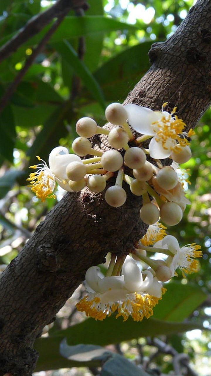 Surangi Conservation । कोकणातील शेतकऱ्यांनी घेतलाय सुरंगी संवर्धनाचा ...