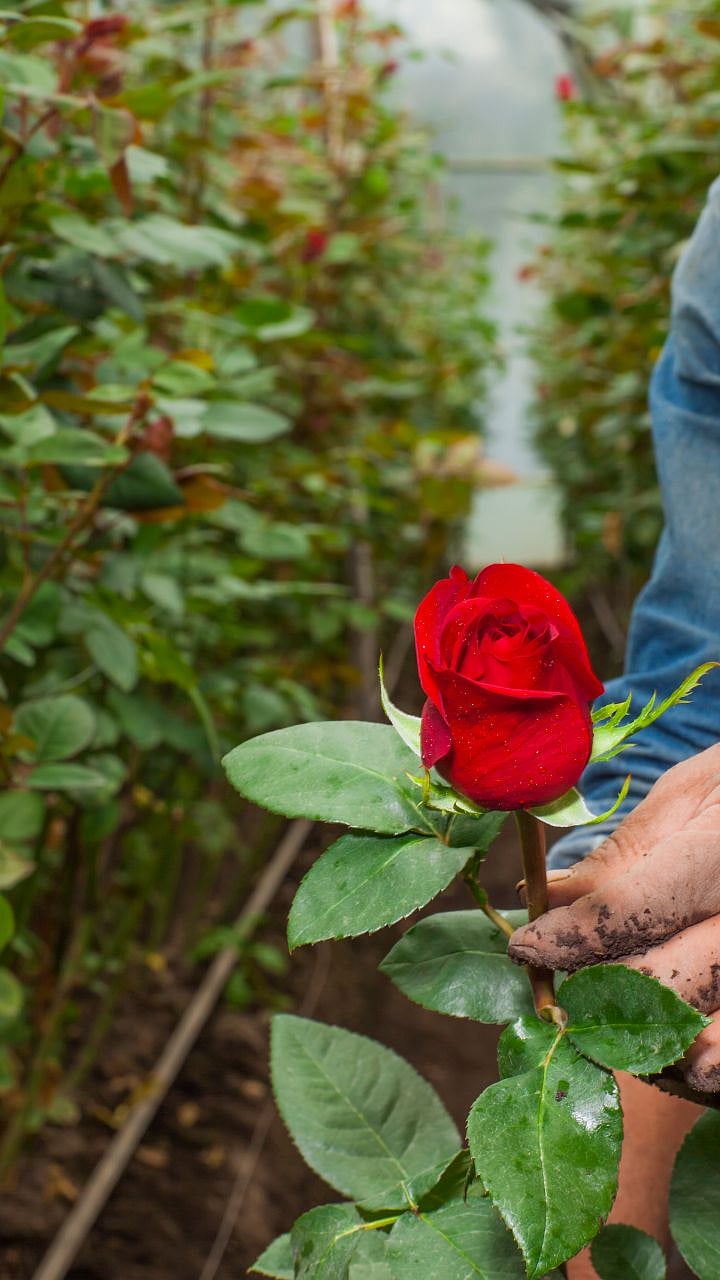 Rose Market : व्हॅलेंटाइन डे, लग्नसराईमुळे गुलाबाची कळी खुलली ...