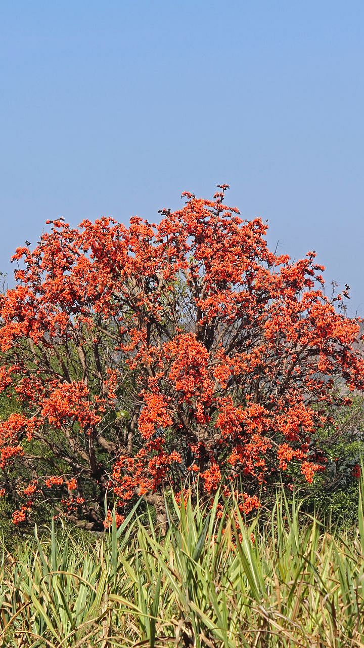 Palas Tree : रखरखत्या उन्हात डोळ्यांना सुखावणाऱ्या बहुगुणी पळसाचा असाही ...