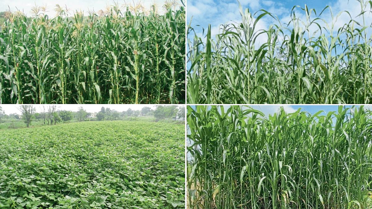 Fodder Cultivation | पौष्टिक चारा पिकांची लागवड | Cultivation of ...