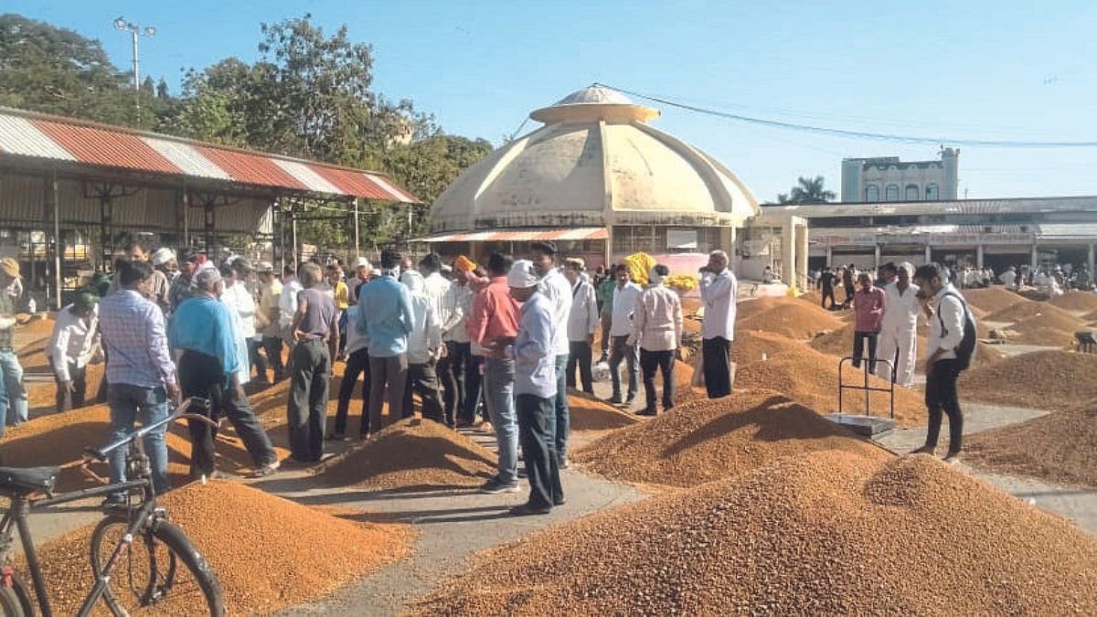 Chana Market । अकोल्यात हरभऱ्याची आवक, सरासरी दरातही सुधारणा । average ...