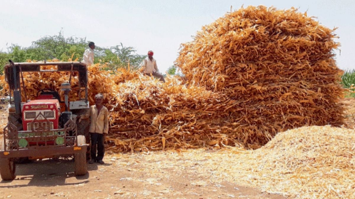 Fodder Storage | शेतकऱ्यांचे चाऱ्याच्या साठवणुकीकडे लक्ष | Attention of ...