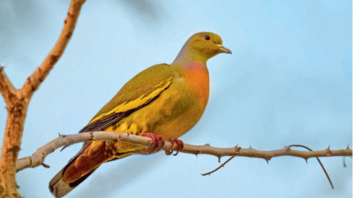Green Pigeon । मेळघाटात आढळला नारिंगी छातीचा हरियाल । Orange Chest ...