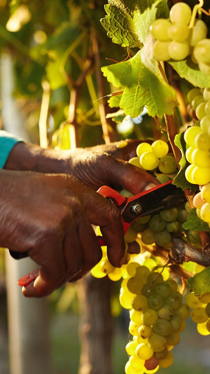 Grape Season : यंदाचा द्राक्ष हंगाम अंतिम टप्प्यात |This year's grape ...