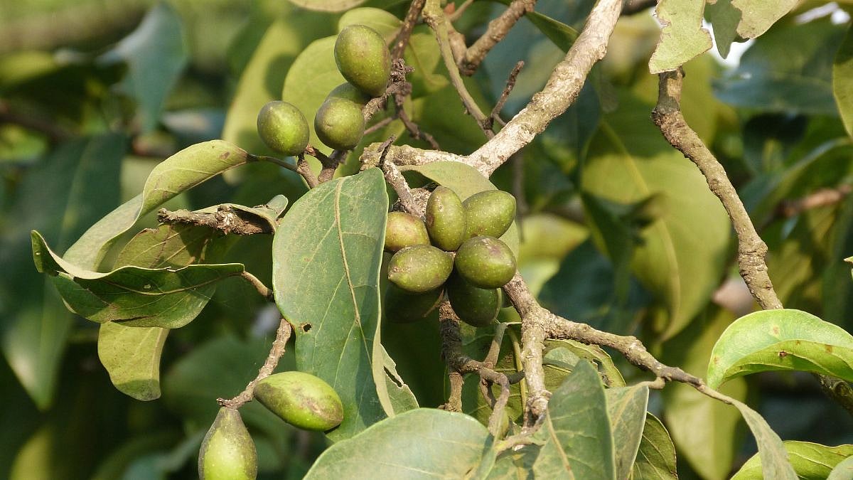 Hirda Guaranteed Rate | हमीदरापेक्षा जास्त दराने हिरडा खरेदी होणार ...