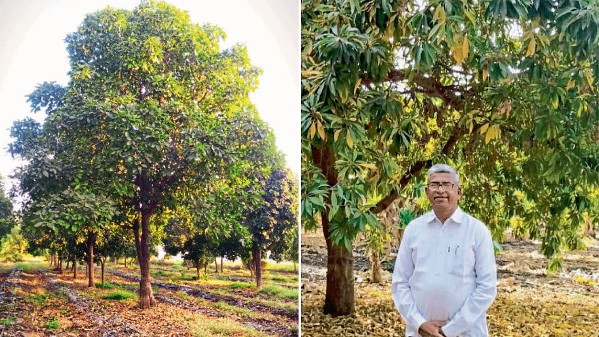 Mahua Flower Processing | महाजन यांनी मोहाचे केले मूल्यवर्धन | Mahajan ...
