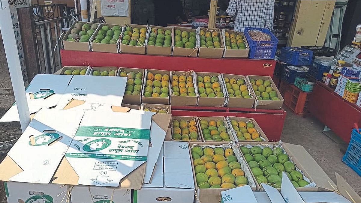 Devgad Hapus । देवगड हापूस स्थानिक बाजारपेठेत दाखल । Devgad Hapus ...