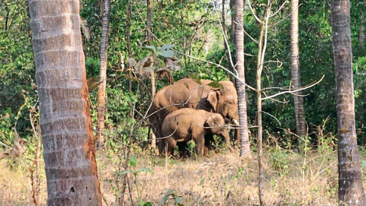 Wild Animal Crop Damage | भरदिवसा हेवाळेत हत्तींचा धुडगूस | Elephants ...