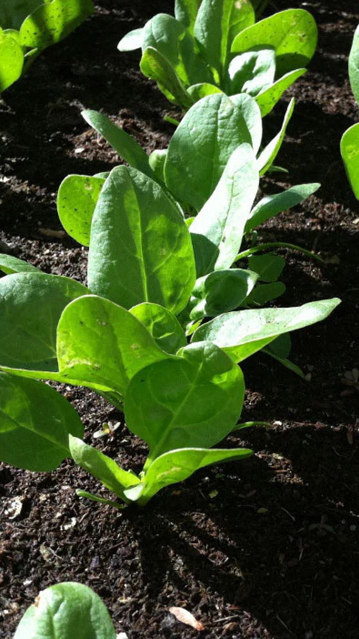 Spinach Vegetable : रोगप्रतिकारशक्ती मजबूत करण्यासाठी खा पालक|Boost ...