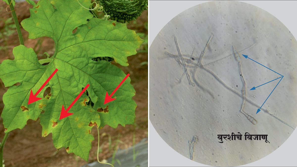 Bitter Gourd Disease | कारले पिकातील ‘लीफ ब्लाइट’ | Leaf blight in ...