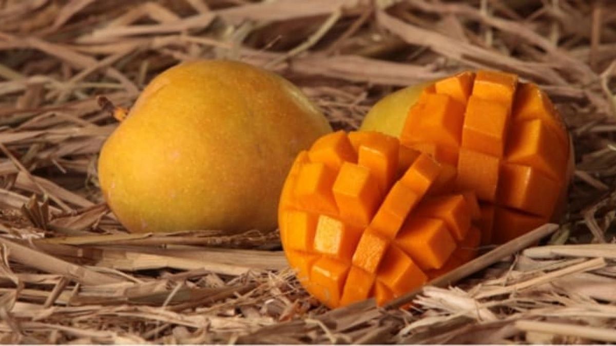 Mango Market । चिपळूणमध्ये हापूसला शेकडा १८०० रुपये दर । 1800 rupees ...